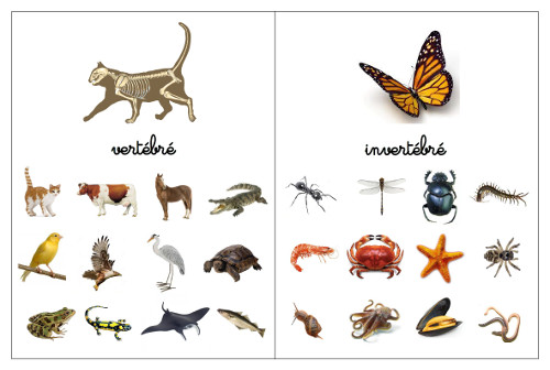 Crapouillotage: Vertébré / Invertébré