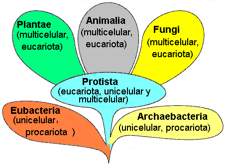 Ciencias Naturales: Reinos en la naturaleza