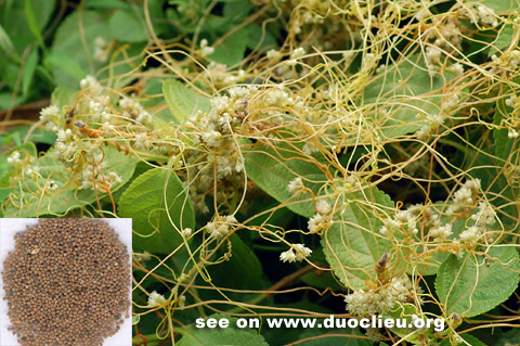 Dadder seed (Tusizi)-Cuscuta chinensis Lam