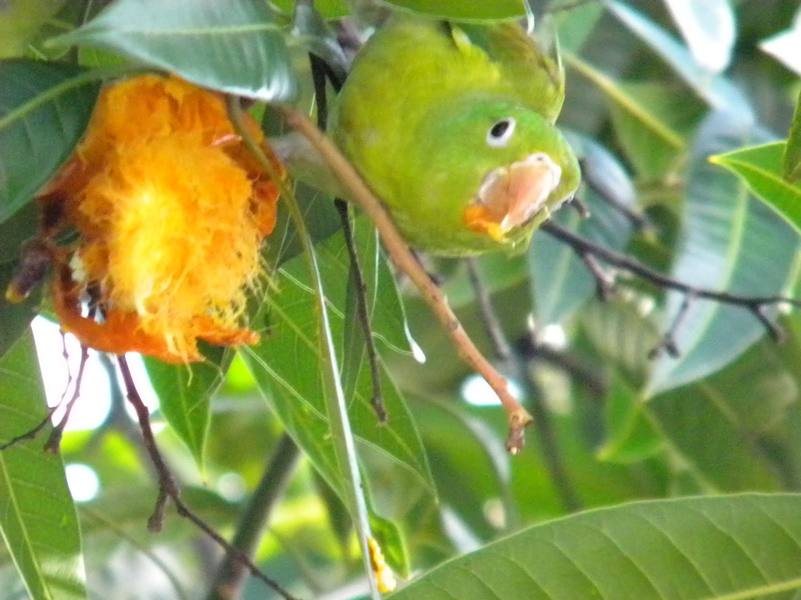 Loritos americanos - Imagui