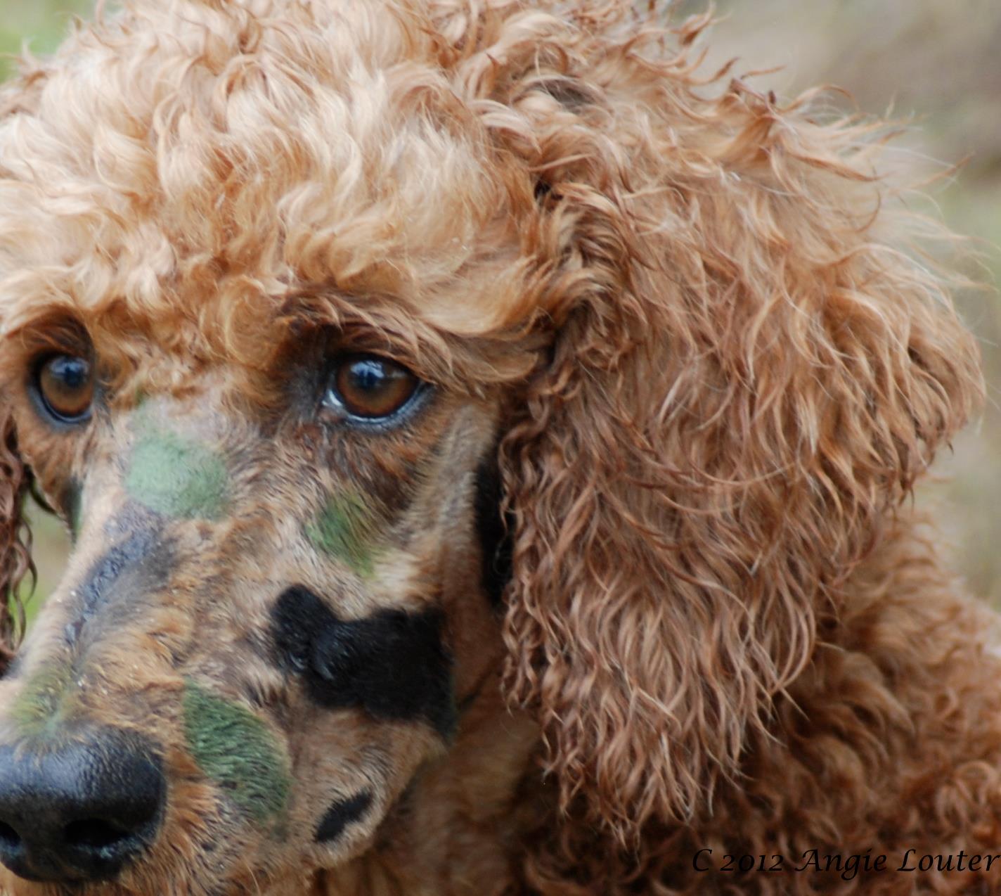 Time For Poodles And Friends The Historical Retriever time-for-poodles-and-friends-the-historical-retriever