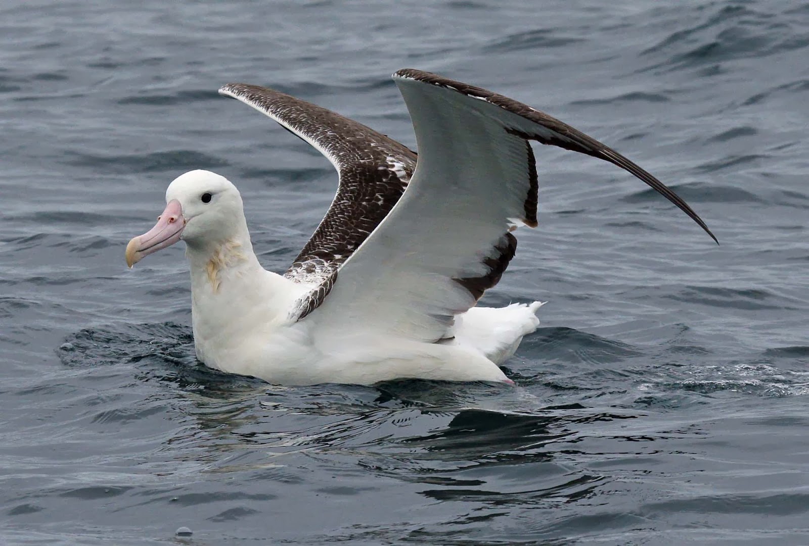 Albatross Birds | Interesting Facts & New Pictures | Animals Lover