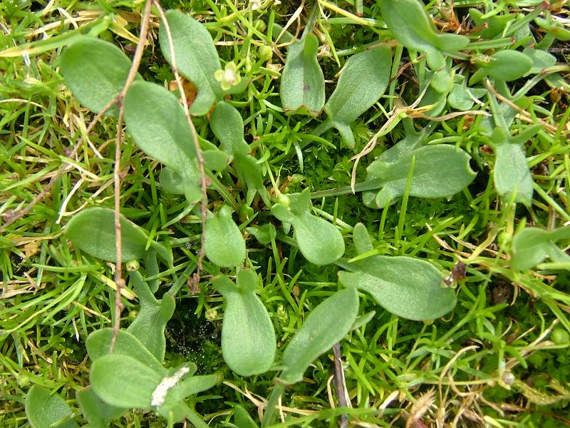 Sheep Sorrel Leaves-The Eatable Sour Herb