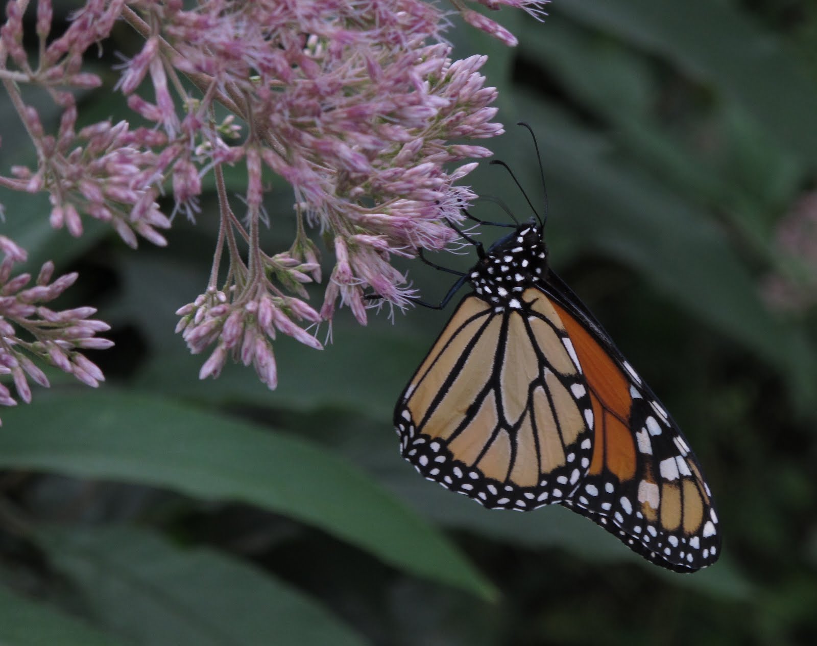 Elegant Coding: Lattice Theory for Programmers and Non Computer Scientists