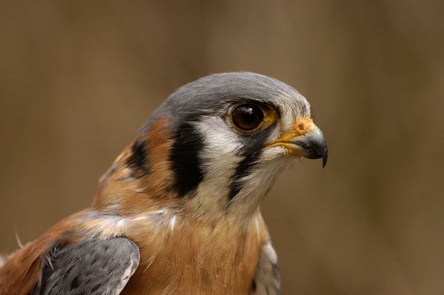 GeoEcology Keeping The American Kestrel Common An Ohio Ornithological geoecology-keeping-the-american-kestrel-common-an-ohio-ornithological