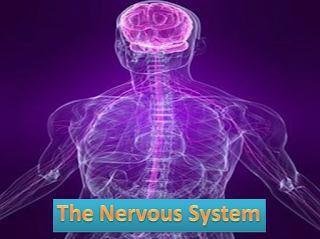 BILINGUAL 3rd GRADE: NERVOUS SYSTEM