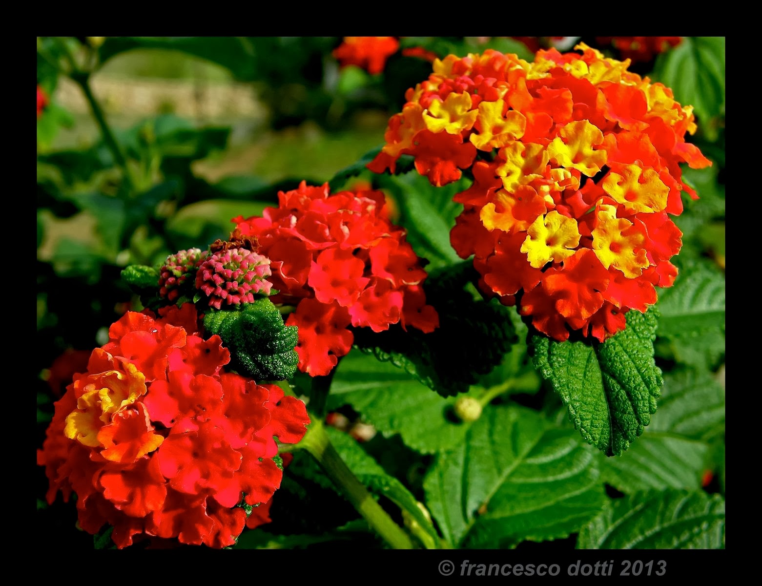 CeccoDotti Fiori ceccodotti-fiori