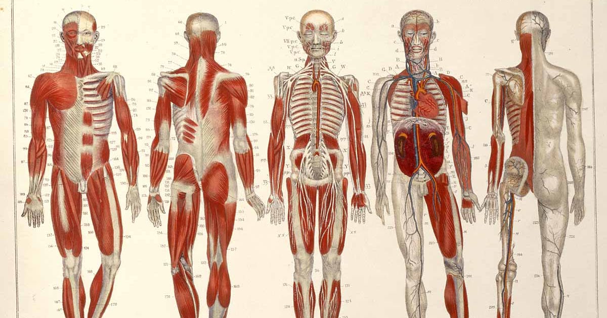 Peak Educational Resources: Anatomy for Kids Peak Educational Resources: Anatomy for Kids