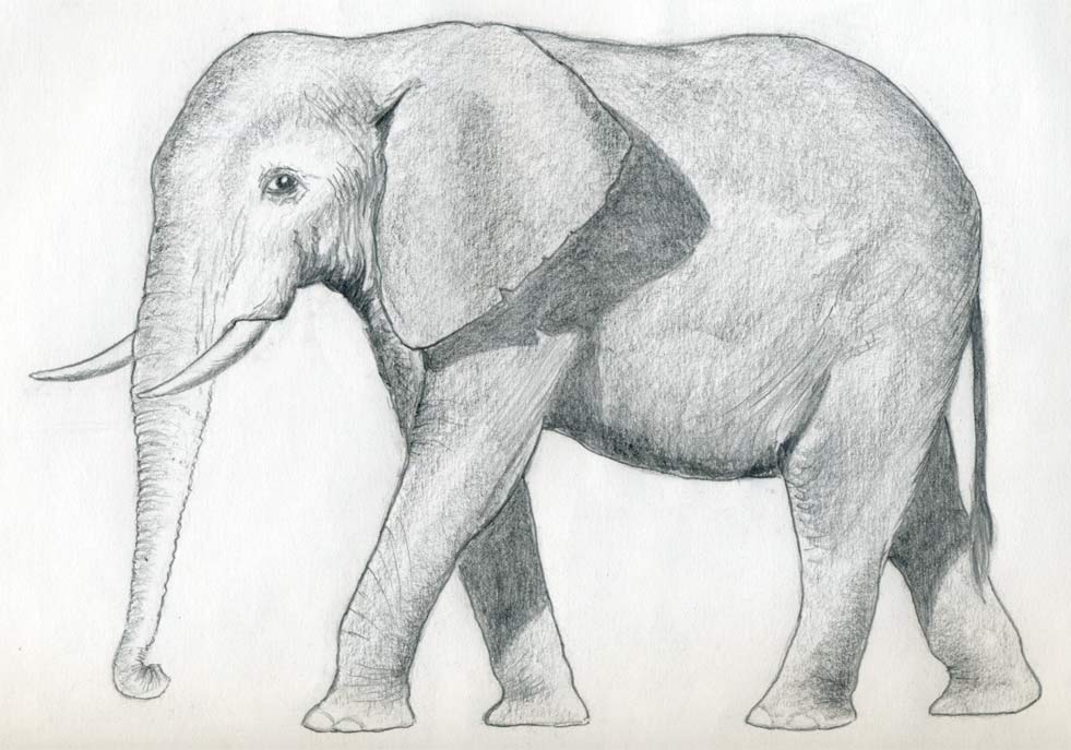 Elephant Drawing 3D Drawing elephant-drawing-3d-drawing