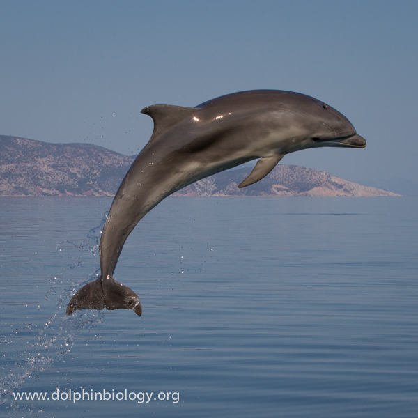 Bottlenose Dolphin Jumping