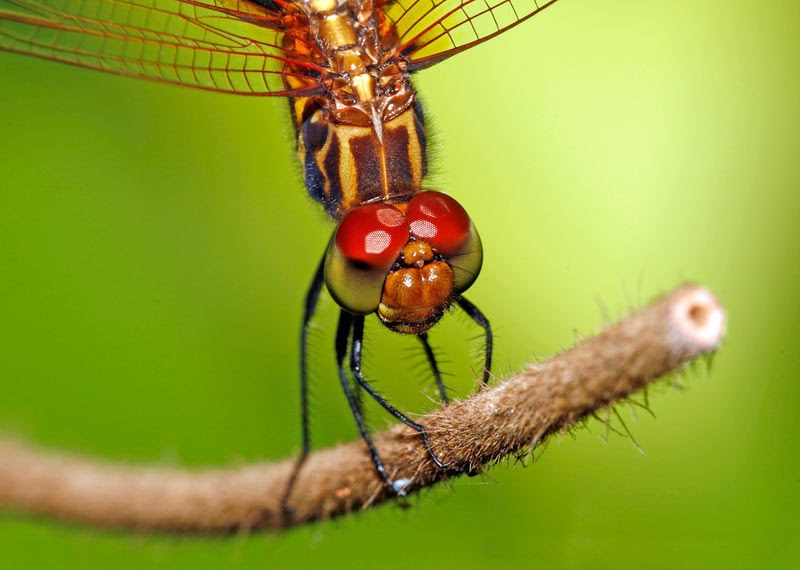 Real Monstrosities: What's the Difference Between Damselflies and ...
