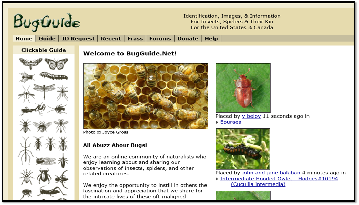 Durham Council of Garden Clubs: What's That Bug on My Plants? Try BugGuide.Net!