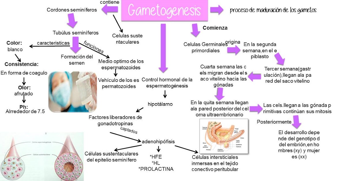 BLOG DE FISIOLOGIA SUSAN KARELY LOPEZ OROPEZA: MAPA CONCEPTUAL GAMETOGENESIS