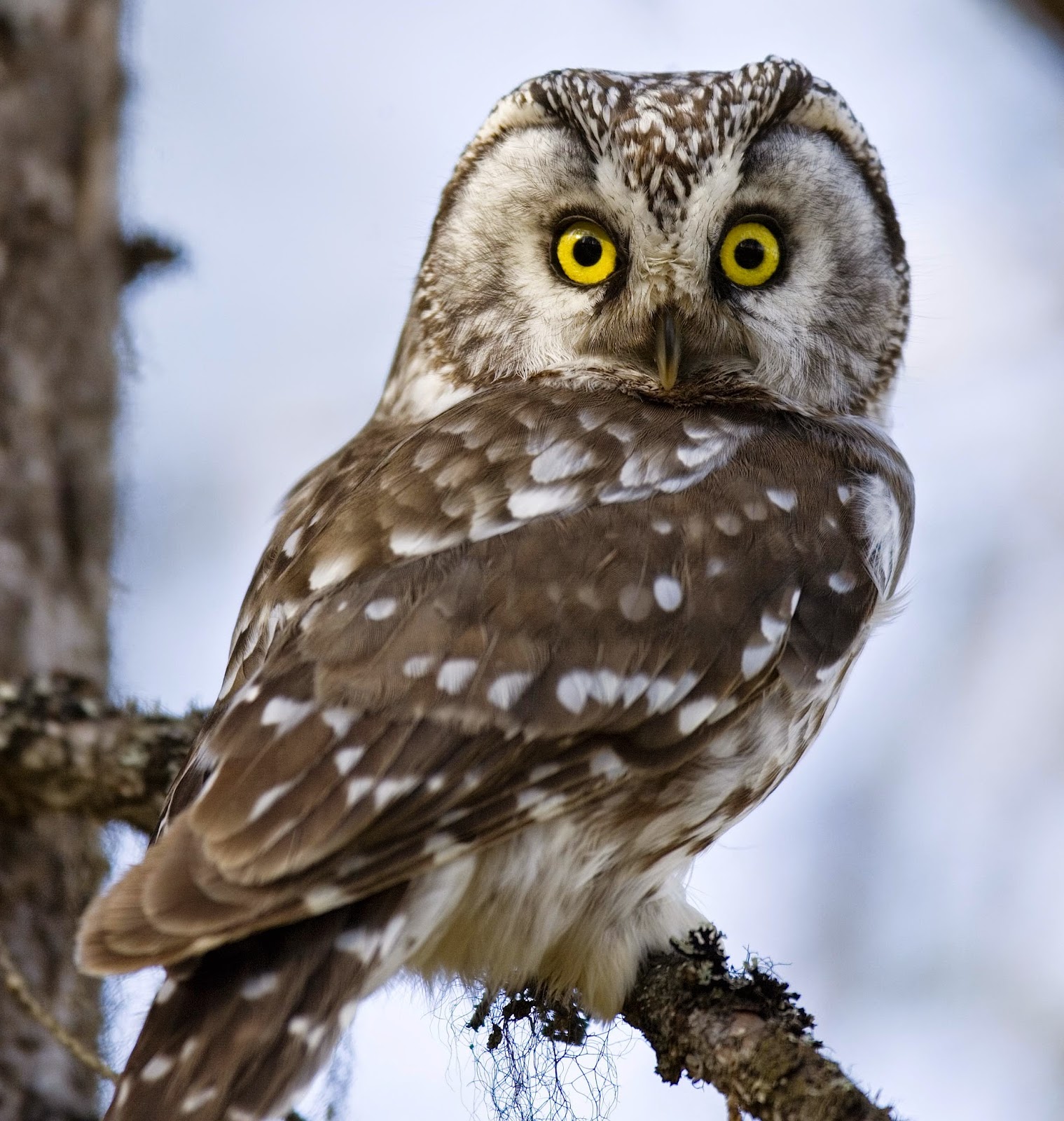 Owl Storytelling: Perchè si chiama civetta capogrosso? (4° puntata della serie i nomi dei rapaci ...