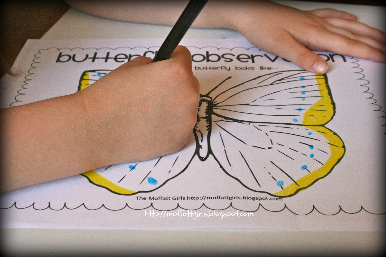 Butterflies and a Freebie