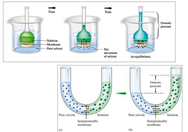 Seven Days Per Week STPM Biology Biological Molecules Part 20 seven-days-per-week-stpm-biology-biological-molecules-part-20