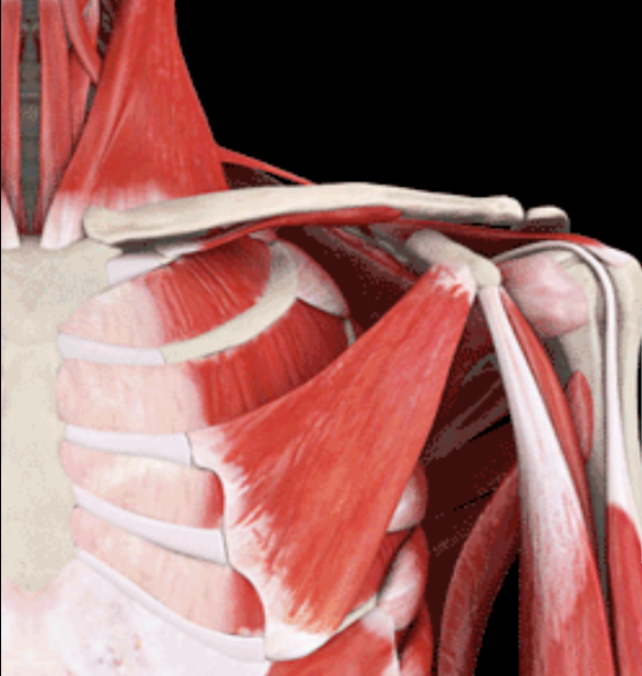 Function Junction Health Performance The Importance Of Breathing function-junction-health-performance-the-importance-of-breathing