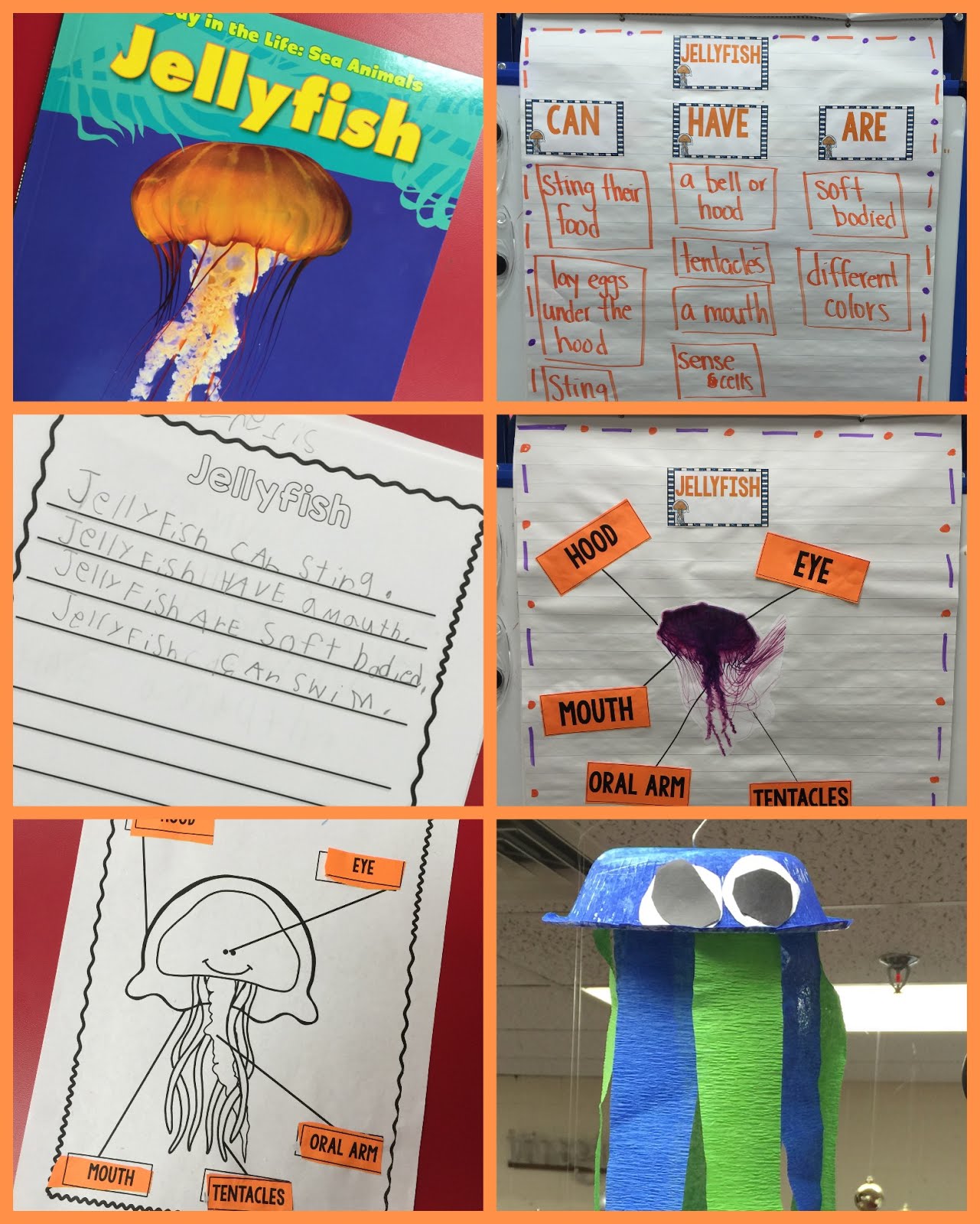 Ocean Animals Research And Writing! | Smedley's Smorgasboard of ...