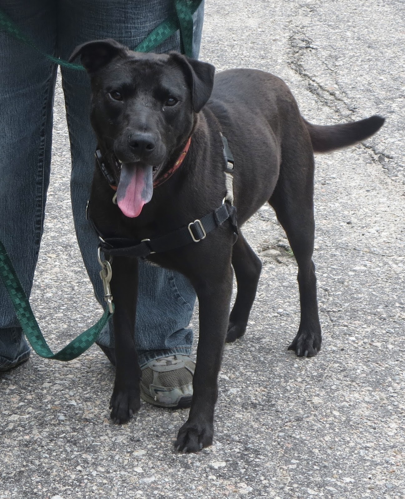 Progressive Charlestown: Companion Animal of the Week Progressive Charlestown: Companion Animal of the Week