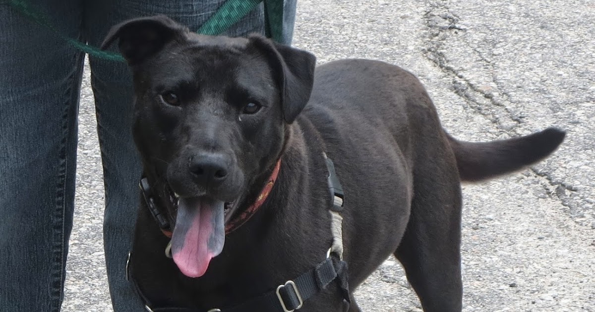 Progressive Charlestown: Companion Animal of the Week Progressive Charlestown: Companion Animal of the Week