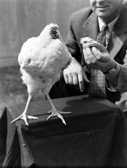 Mike, el pollo que vivió sin cabeza 18 meses - Foros Perú Mike, el pollo que vivió sin cabeza 18 meses - Foros Perú