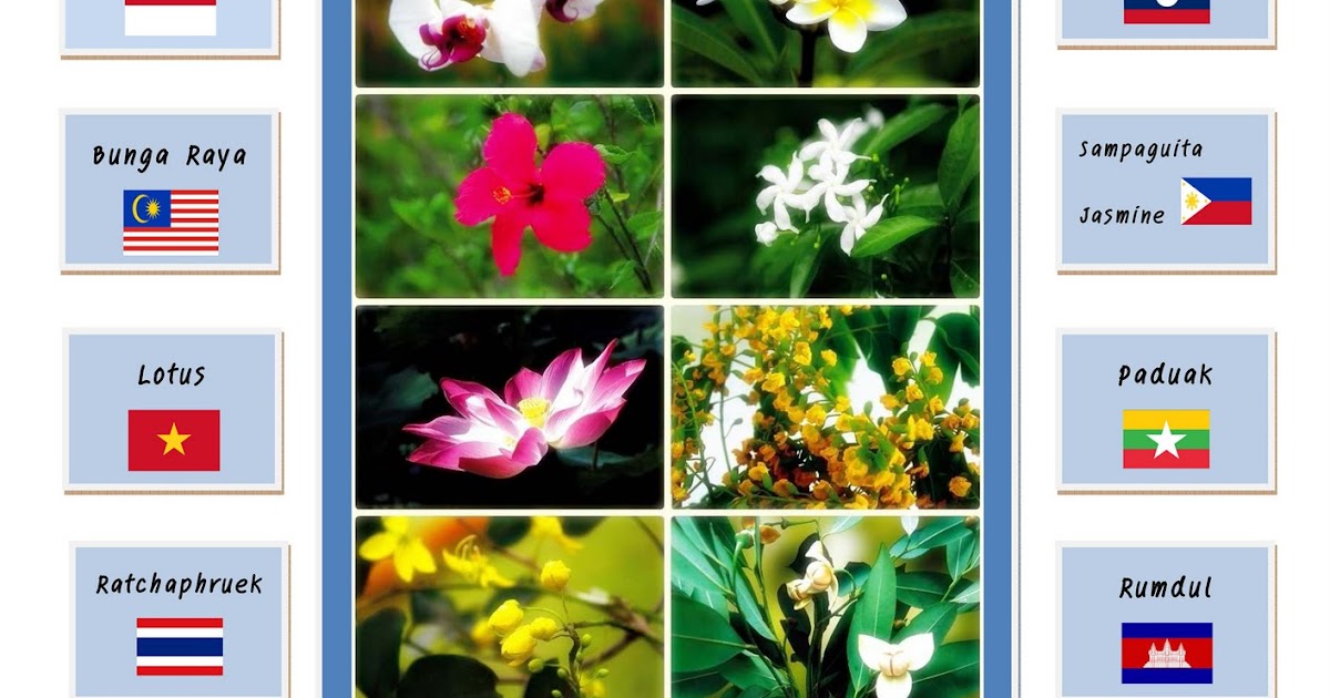 ASEAN share ASEAN National Flower asean-share-asean-national-flower