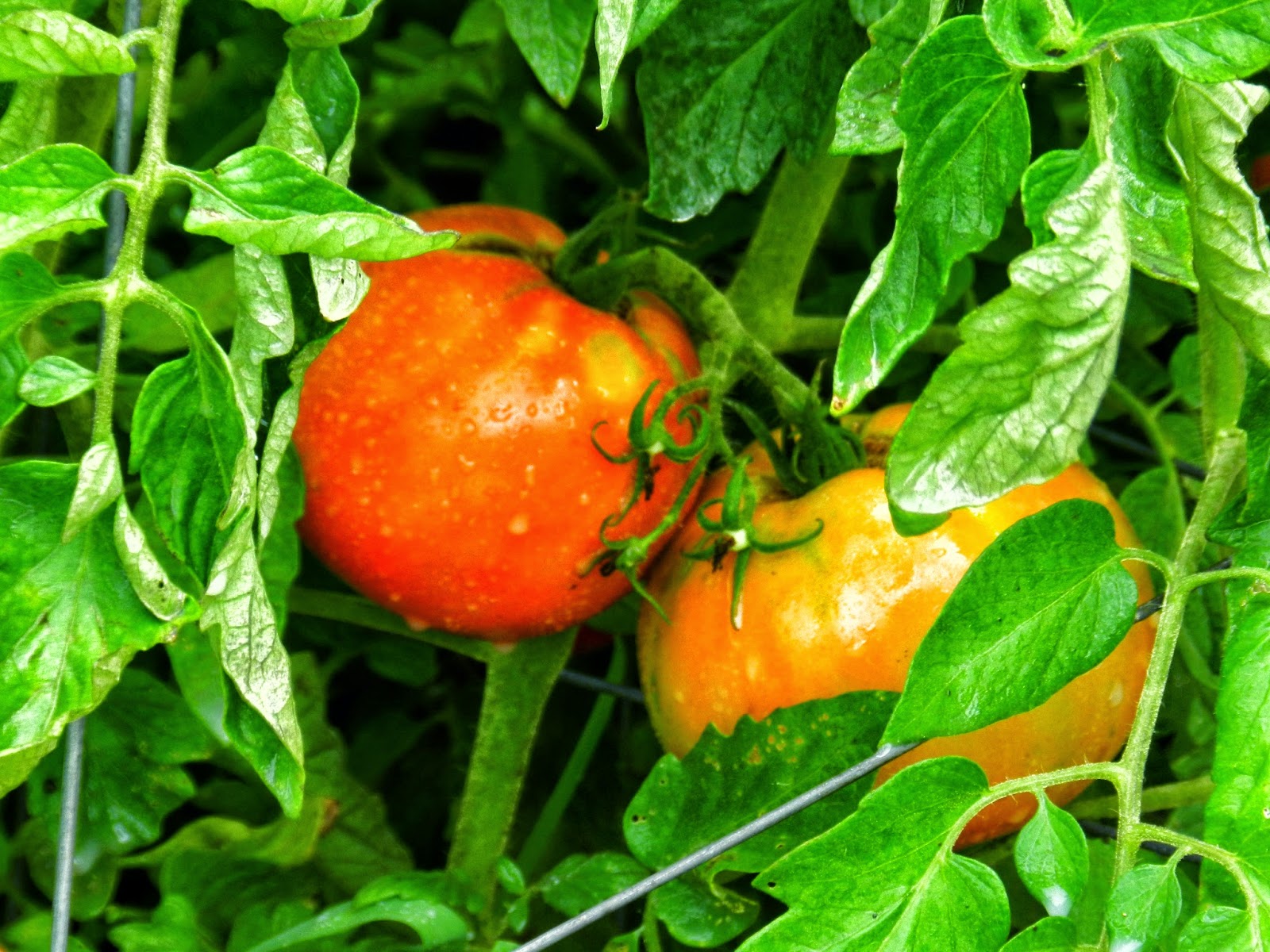 Dancing With The Word On Volunteer Tomatoes And The Kingdom Of God dancing-with-the-word-on-volunteer-tomatoes-and-the-kingdom-of-god