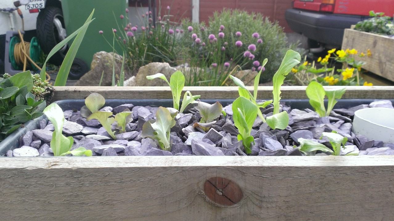 GIY: Aquaponics - Lettuce GIY: Aquaponics - Lettuce