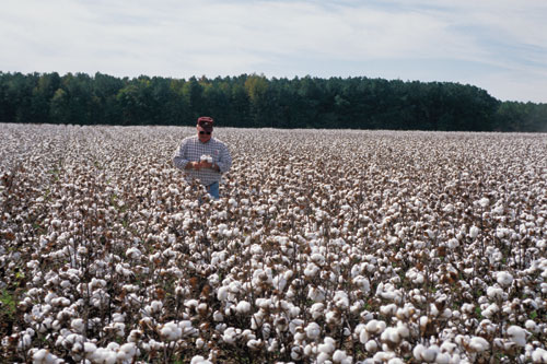 Cotton Hybrid Seed Production At PARC People Politics Pakistan cotton-hybrid-seed-production-at-parc-people-politics-pakistan