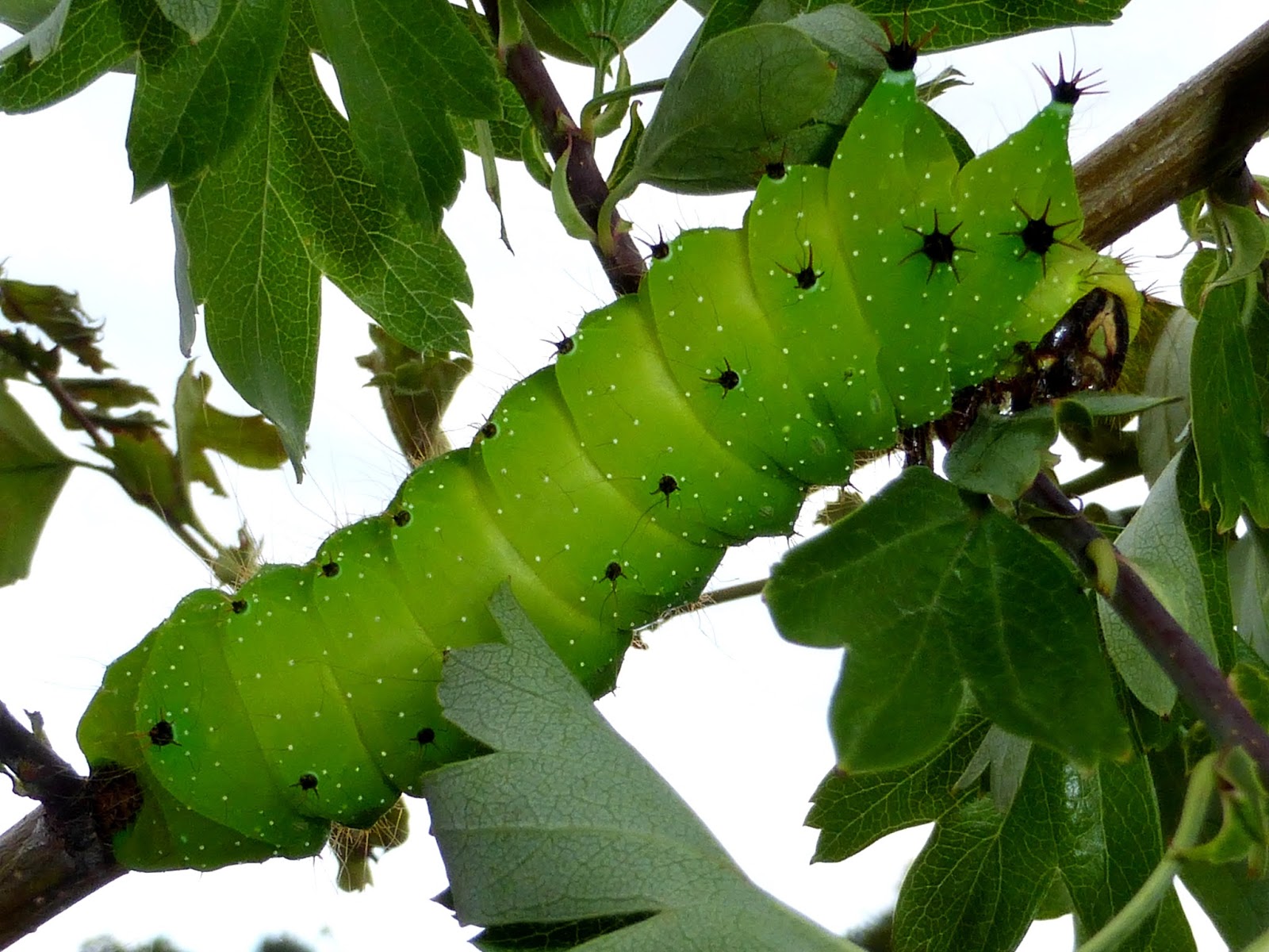 Silkmoths and more: Actias isis Silkmoths and more: Actias isis