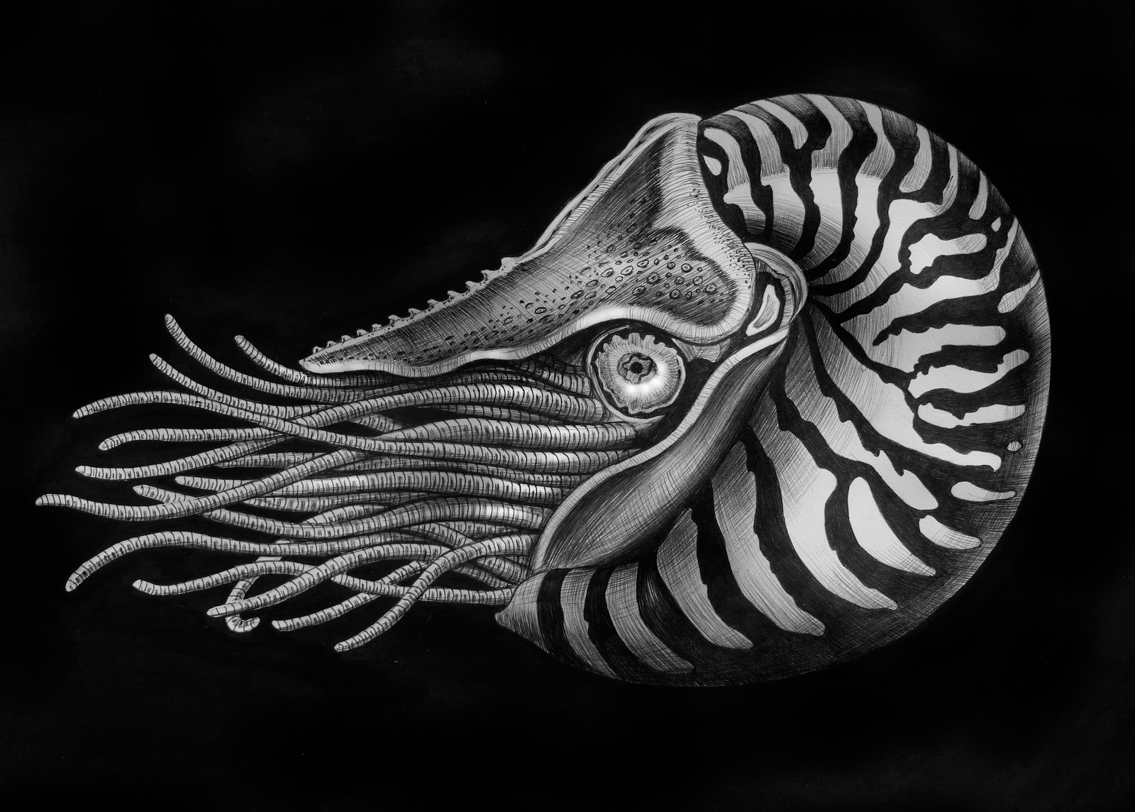 Tim Jeffs Art: Ink Drawings