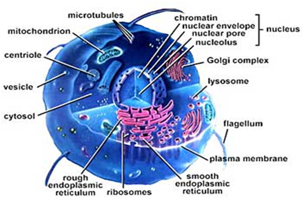 Human Anatomy And Physiology Chapter 3 Cell Structure And Their Functions human-anatomy-and-physiology-chapter-3-cell-structure-and-their-functions