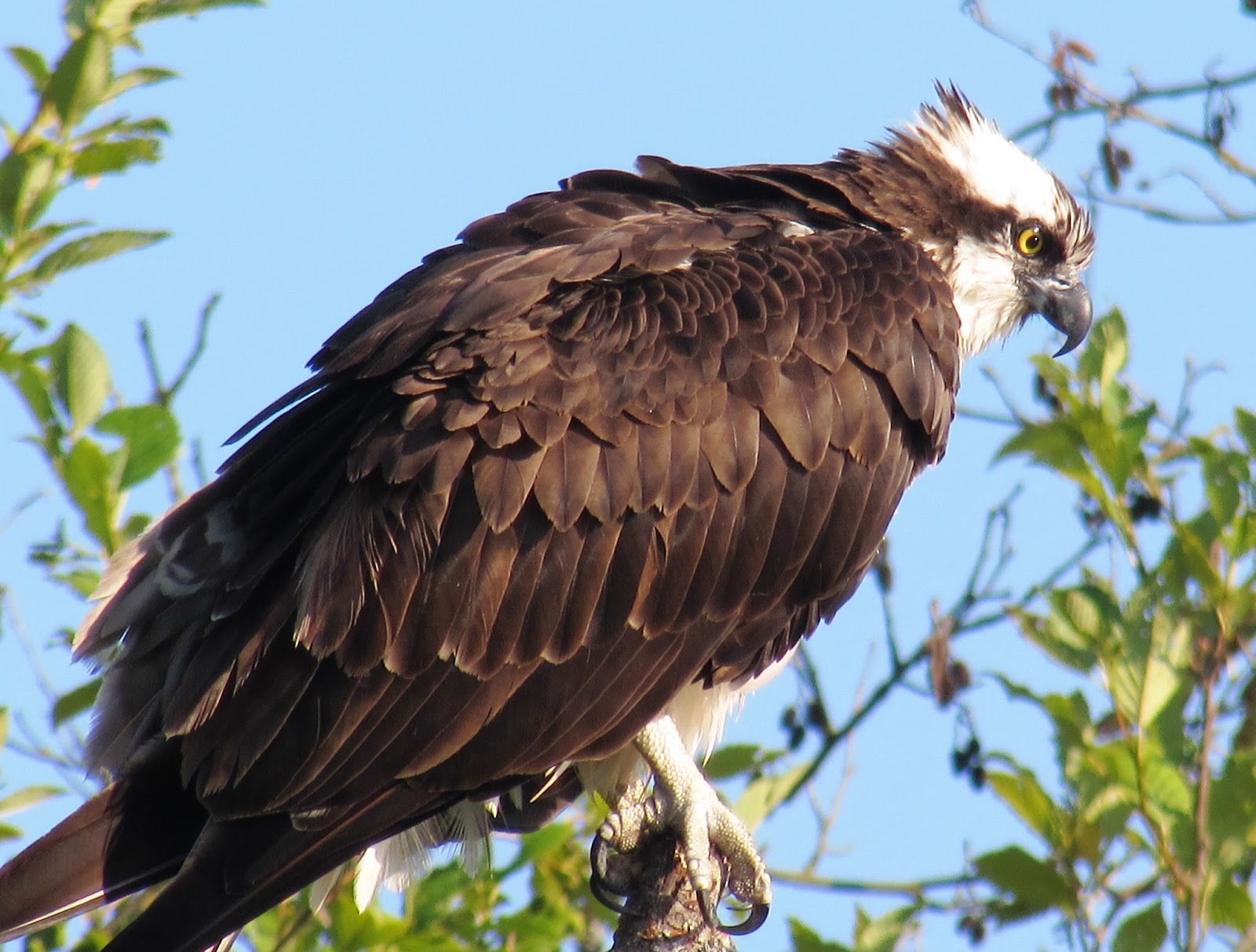 Shoreline Area News: For the Birds: Osprey, the other Sea Hawk