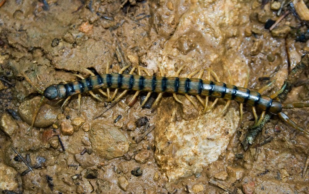 Invertebrados de Huesca: Scolopendra cingulata (Escolopendra, cienpiés)