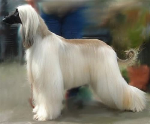 Afghan Hound Profile Information And Pictures Blog Of Dogs Breeds Information afghan-hound-profile-information-and-pictures-blog-of-dogs-breeds-information