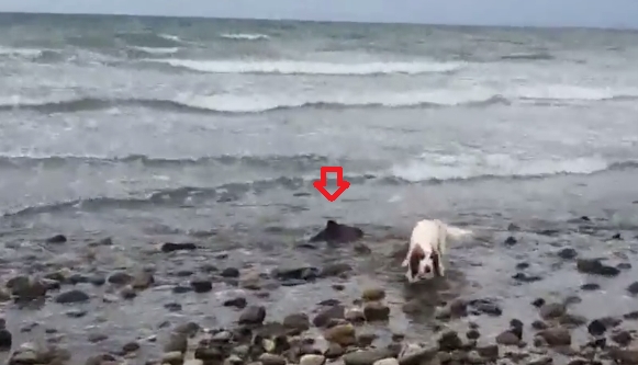 White Wolf : Dog Helps Save The Life Of A Baby Dolphin (Rescue Video)