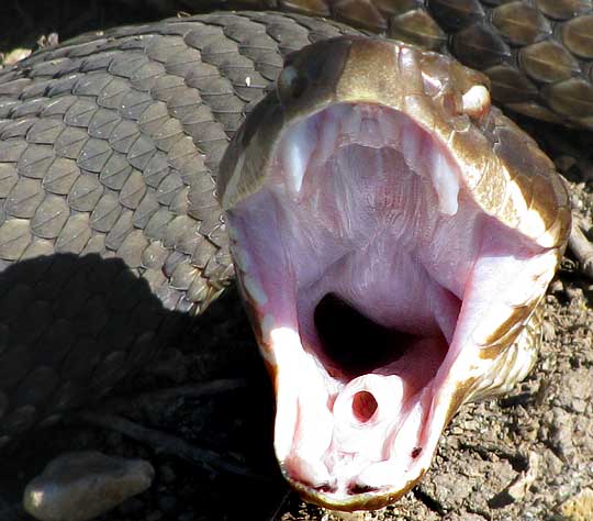 Snakes: Snake's Mouth