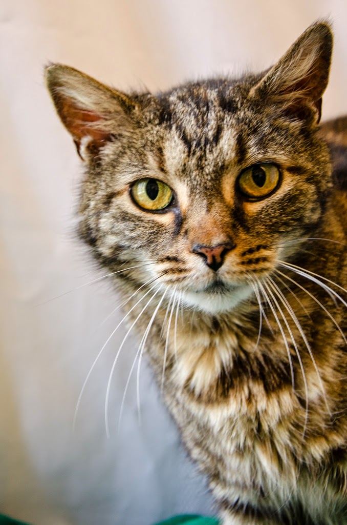 Progressive Charlestown: Companion Animal of the Week Progressive Charlestown: Companion Animal of the Week