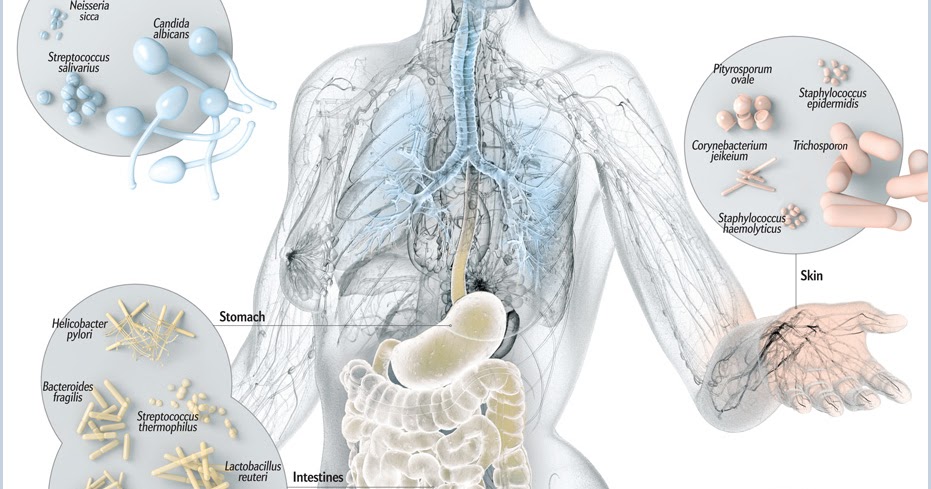 Los de abajo a la izquierda: Las bacterias de nuestro cuerpo protegen ...
