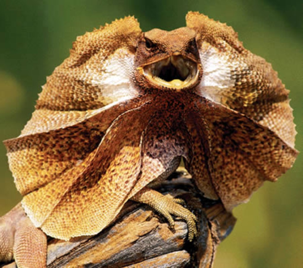 Frilled Lizard Animal Wildlife frilled-lizard-animal-wildlife