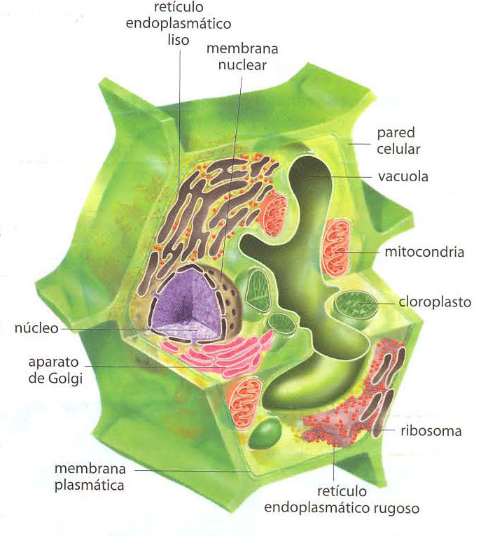 Membrana Plasmática: Célula Vegetal Membrana Plasmática: Célula Vegetal