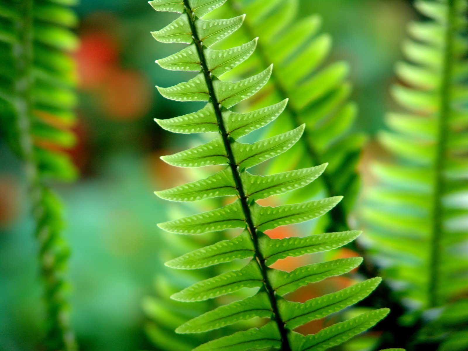 My Amazing Things Blog Amazing Nature my-amazing-things-blog-amazing-nature