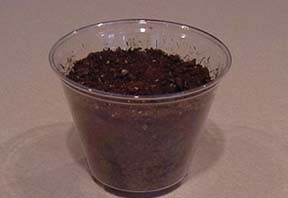 Tricia's Tidbits: WHICH CUP ARE YOU? ( Four ways of processing information)