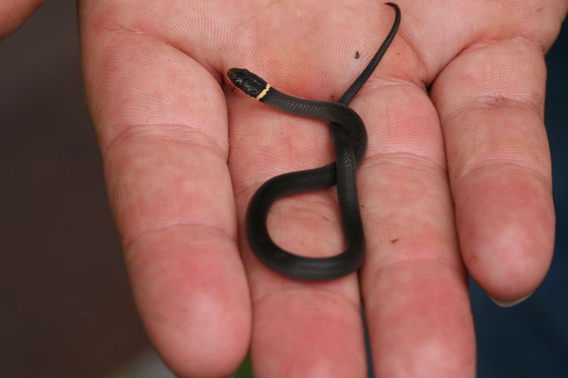 Princeton Nature Notes Ring Necked Snake princeton-nature-notes-ring-necked-snake
