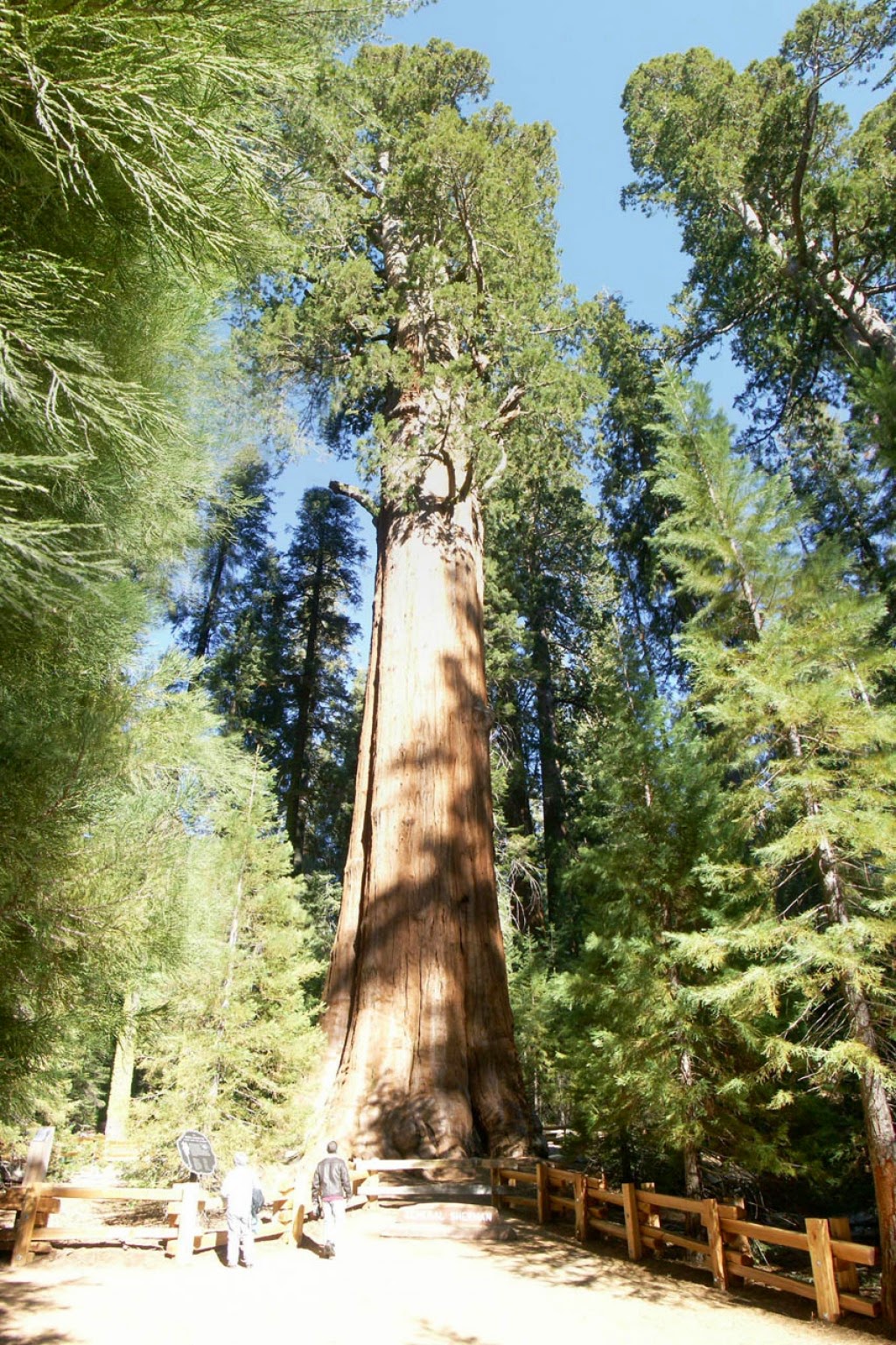 Science Inspiration Tallest Trees science-inspiration-tallest-trees