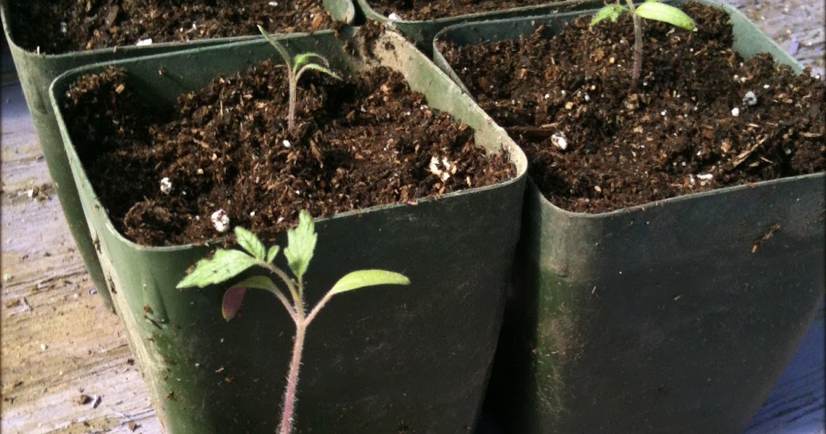 Valley View Nursery Blog: Transplanting Tomato Seedlings Valley View Nursery Blog: Transplanting Tomato Seedlings
