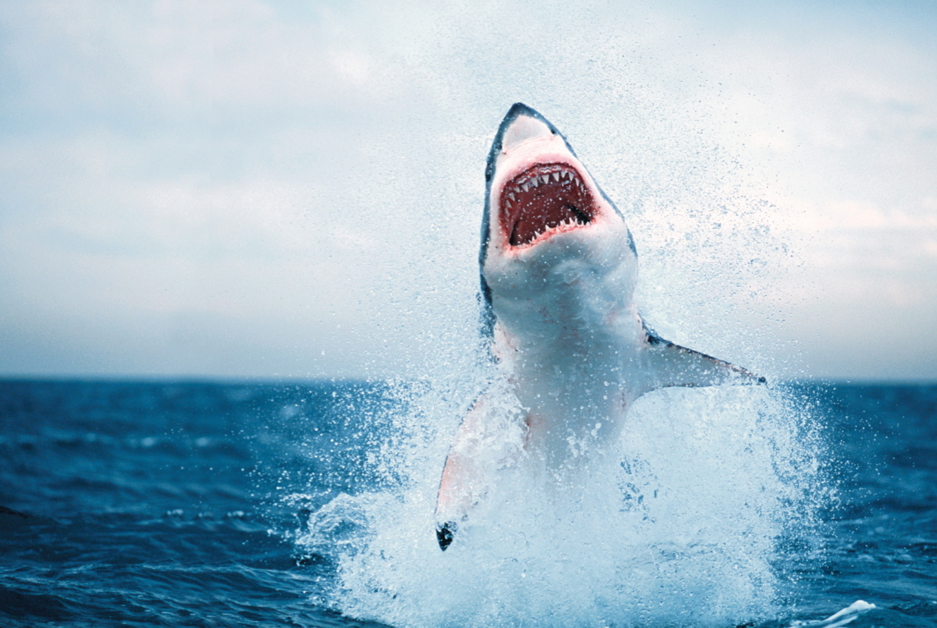 Megalodon Shark Life Of Sea megalodon-shark-life-of-sea