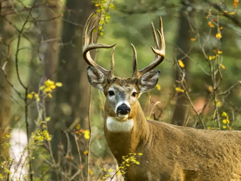 The Deciduous Forest Biome: The White-tailed Deer
