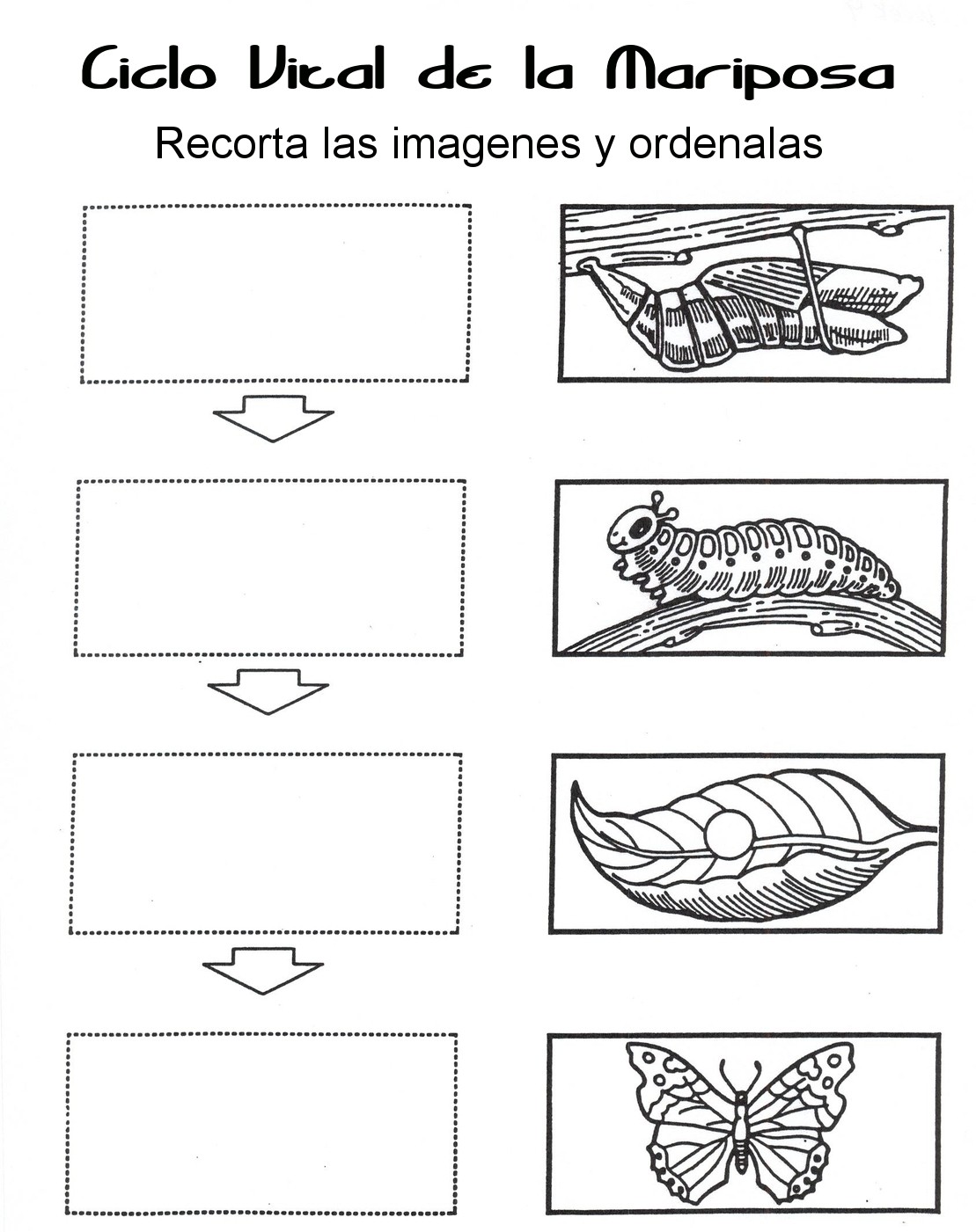 Ciclo de la mariposa para colorear - Imagui