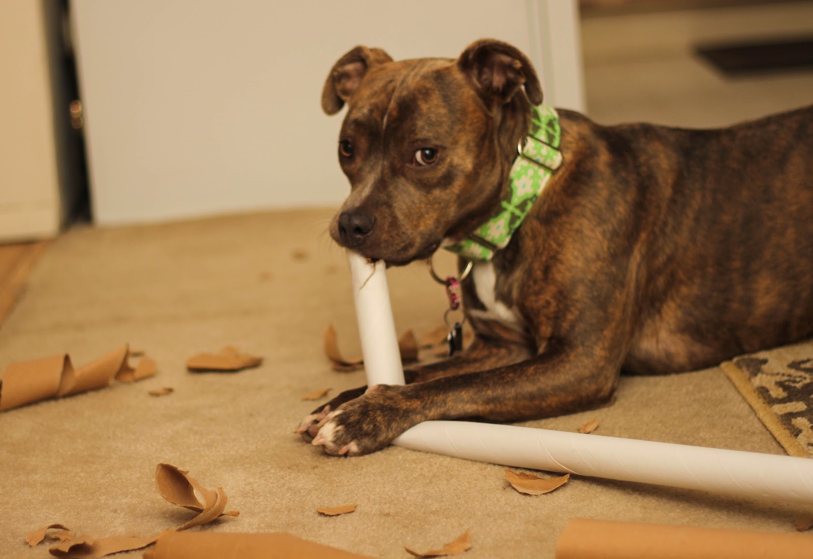 DIY Dog Toys For The Special Pets In Your Life Old Mother Hubbard diy-dog-toys-for-the-special-pets-in-your-life-old-mother-hubbard
